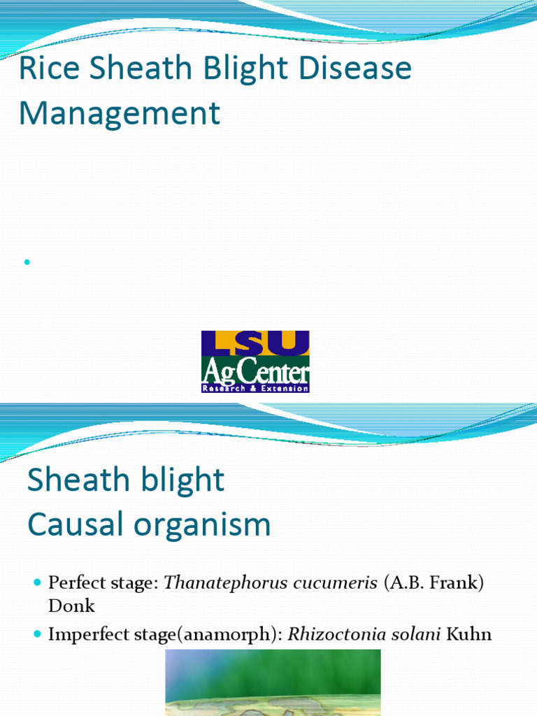 Sheath Blight Management | PDF | Fungus | Plants