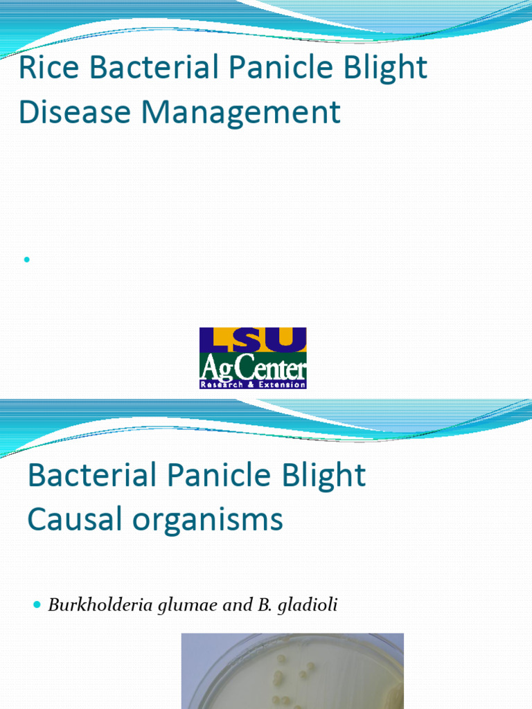 Bacterial Panicle Blight Management | PDF | Rice | Bacteria