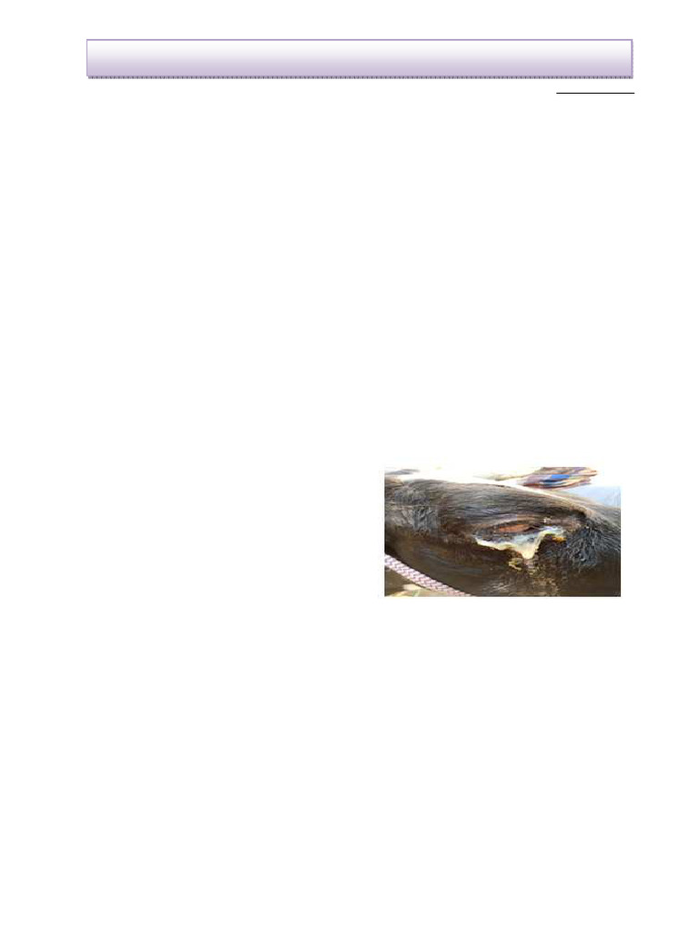 Extirpation Surgery for Traumatic Eye in Cattle | PDF | Surgery ...