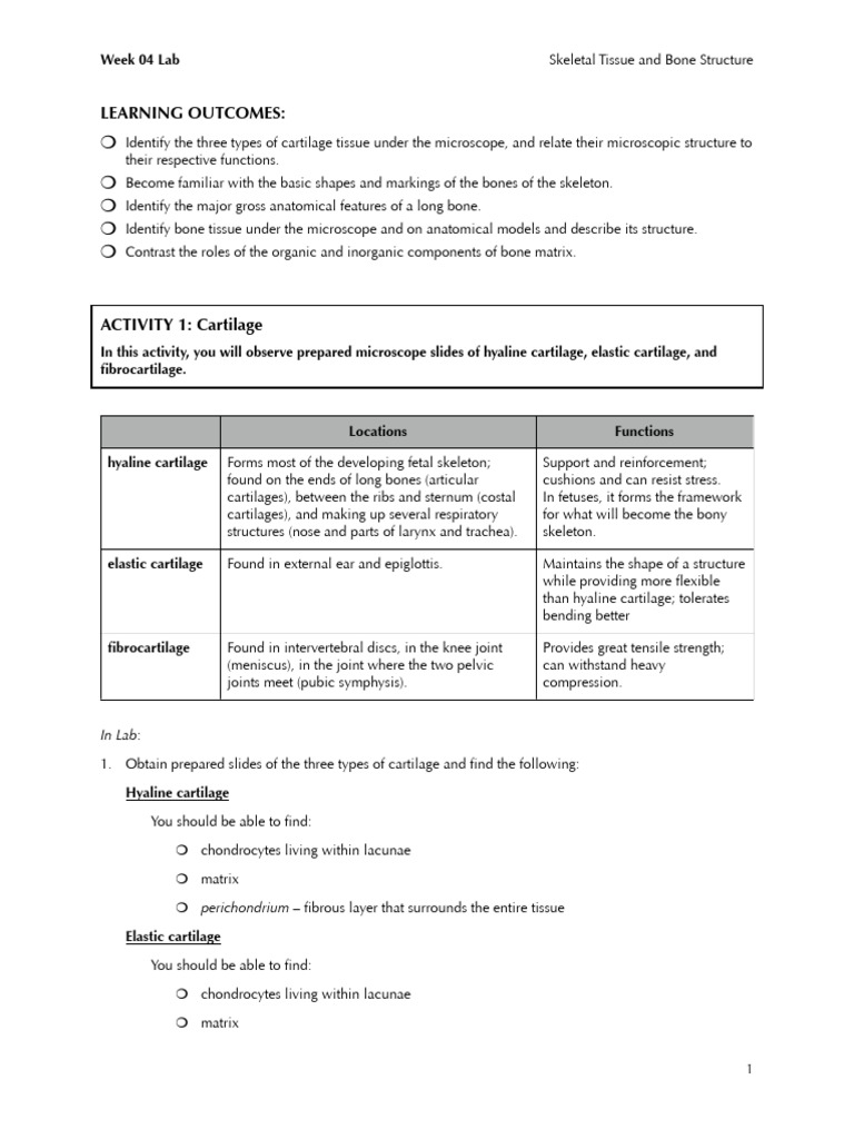 Lab 04 - Skeletal Tissues and Bone Markings | PDF