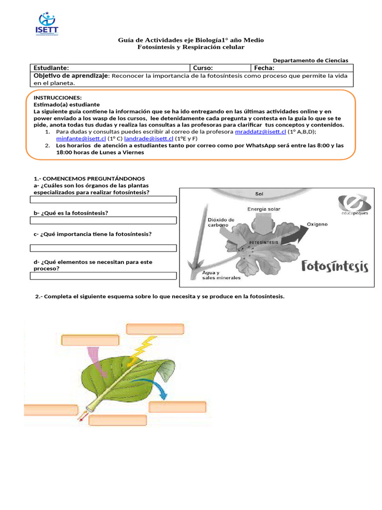 Fotosíntesis y Respiración Celular 1° Medio | PDF | Fotosíntesis ...