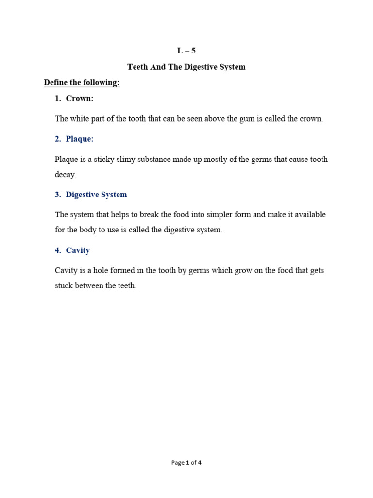 L - 5 Teeth and The Digestive System Notebook Work | PDF