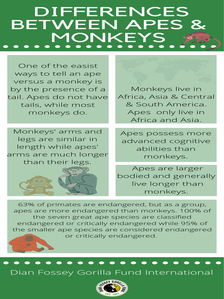 Differences Between Monkey and Ape | PDF