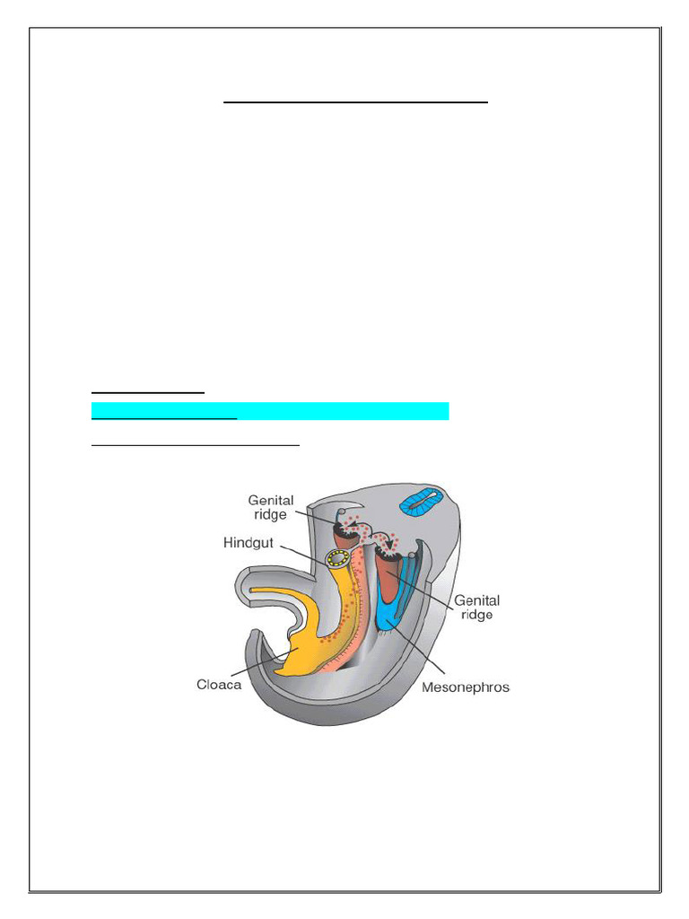 Anatomy Renal Book | PDF