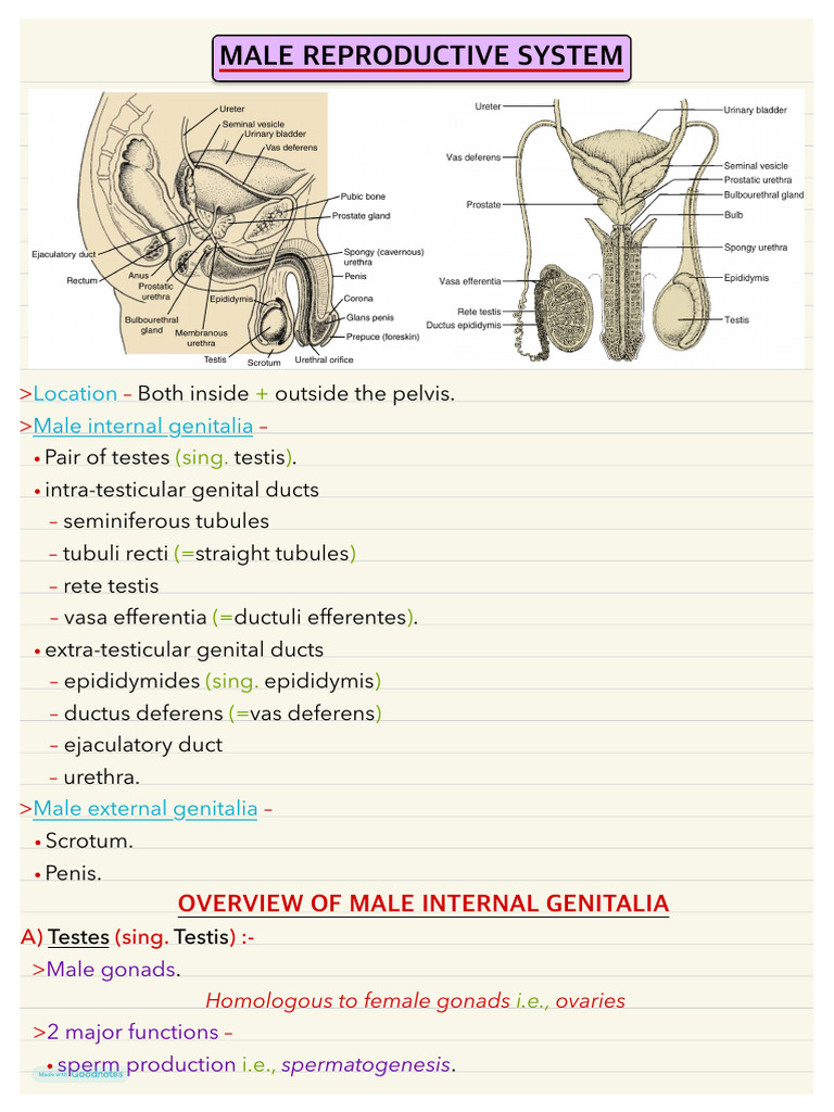 Human Male Reproductive Biology Pdf