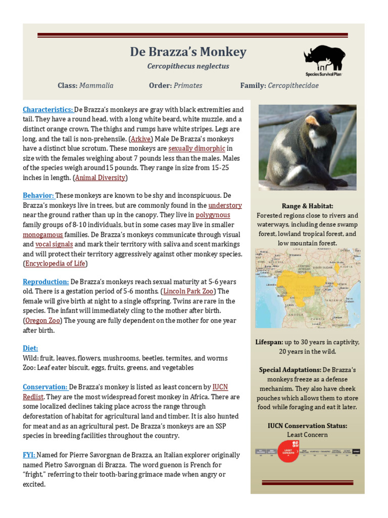 De Brazzas Monkey | PDF