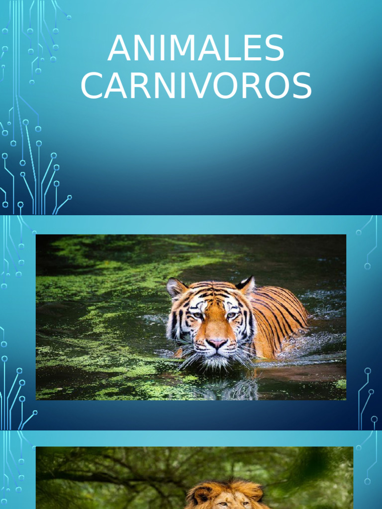 Animales Carnívoros: Tipos y Hábitos | PDF
