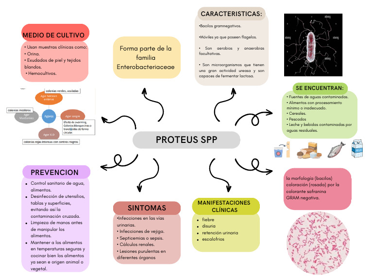 Mapa Conceptual Proteus SPP | PDF