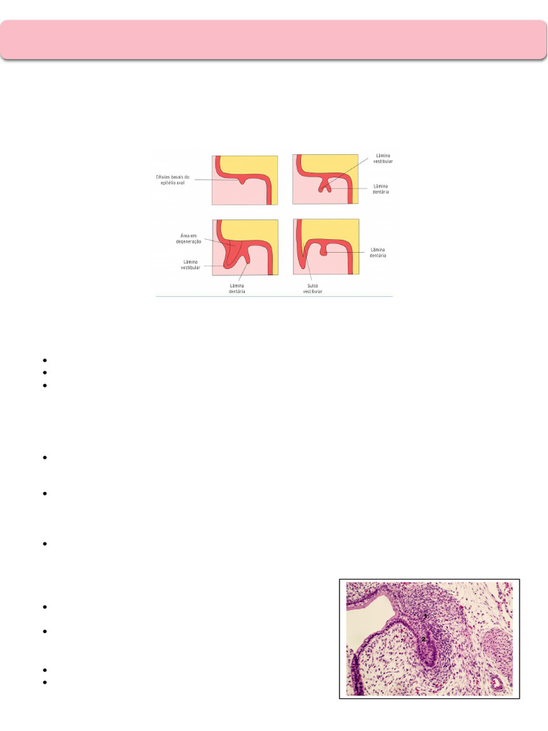 ODONTOGÊNESE e ANOMALIAS - Pediatria | PDF