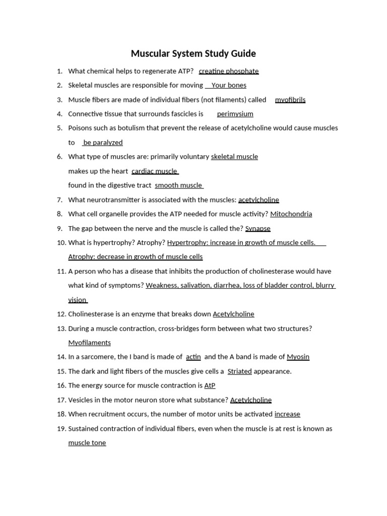 Muscular System Study Guide (Complete) | PDF Muscular System Study Guide (Complete) | PDF