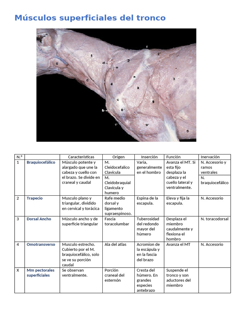 Musculos | PDF