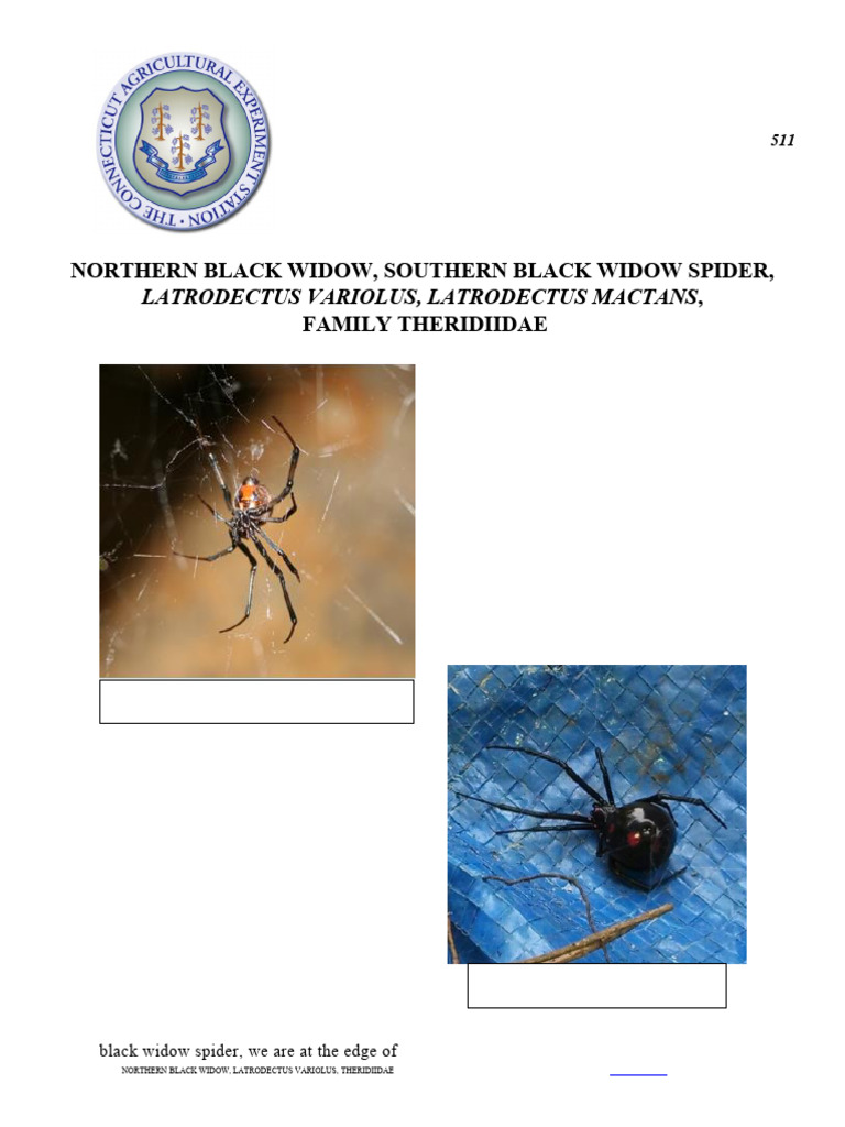 Black Widow Spider - Northern and Southern - Fact Sheet | PDF
