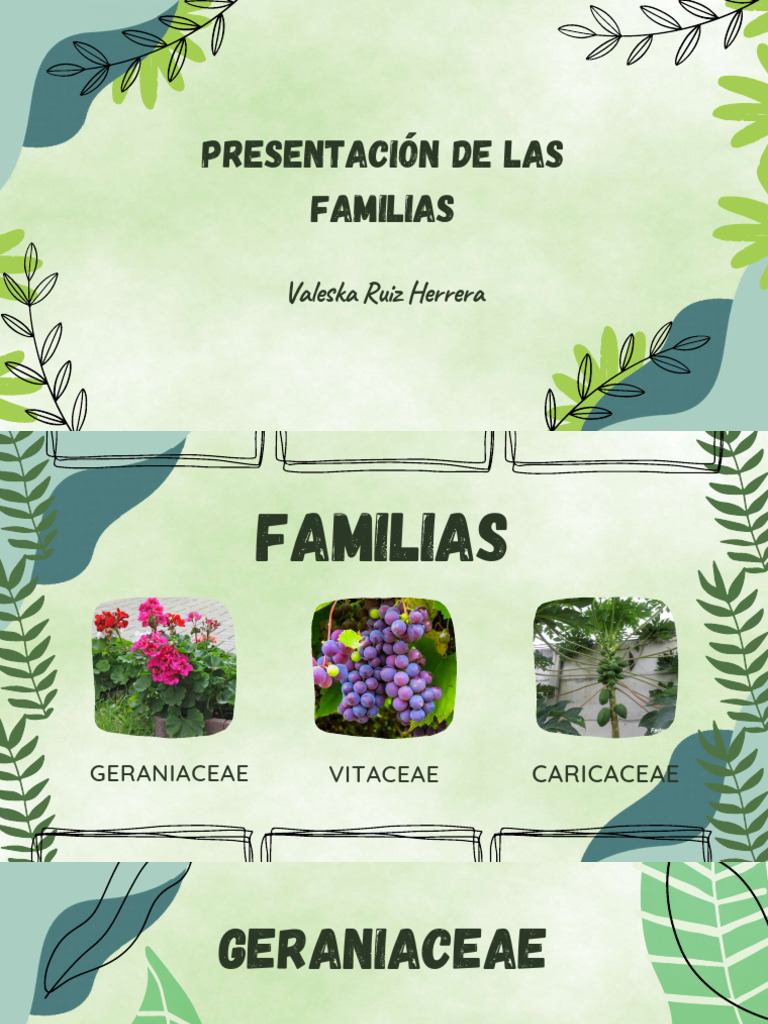 Vitaceae | PDF