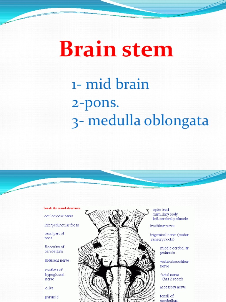 Brain Stem: 1-Mid Brain 2-Pons. 3 - Medulla Oblongata | PDF