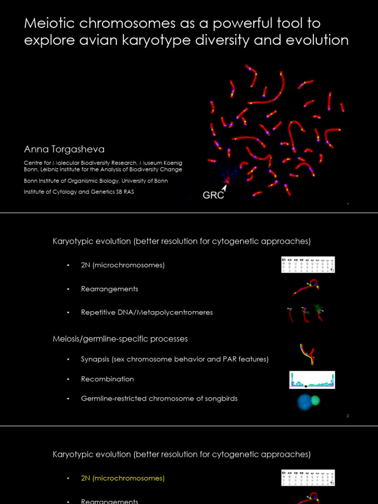 Meiotic Chromosomes As A Powerful Tool To Explore Avian Karyotype ...