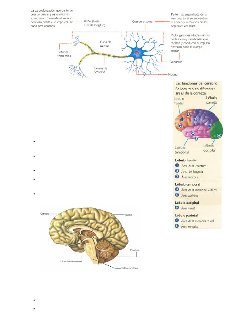 El Sistema Nervioso 2 - Segundo - CYT | PDF