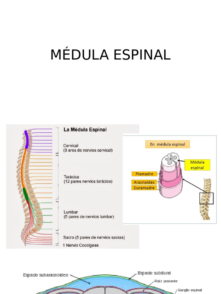 Clase 7 Medula Espinal | PDF