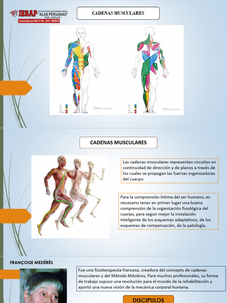 cadenas-musculares | PDF