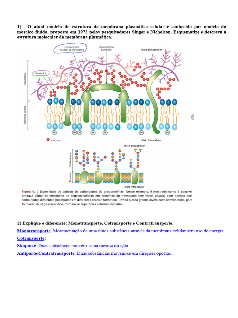 guia de estudo bio cel 2024 2.docx-1 | PDF