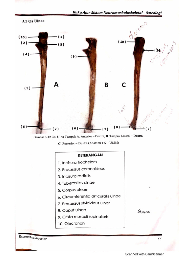 Extremitas Superior (Os Ulnae) | PDF