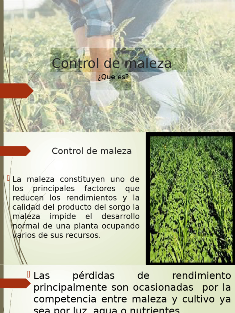 Control de Maleza | PDF
