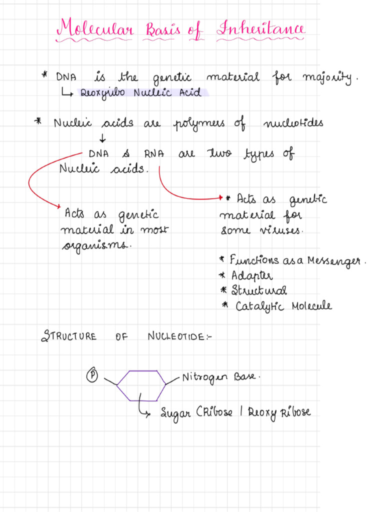 Molecular Basis of Inheritance | PDF