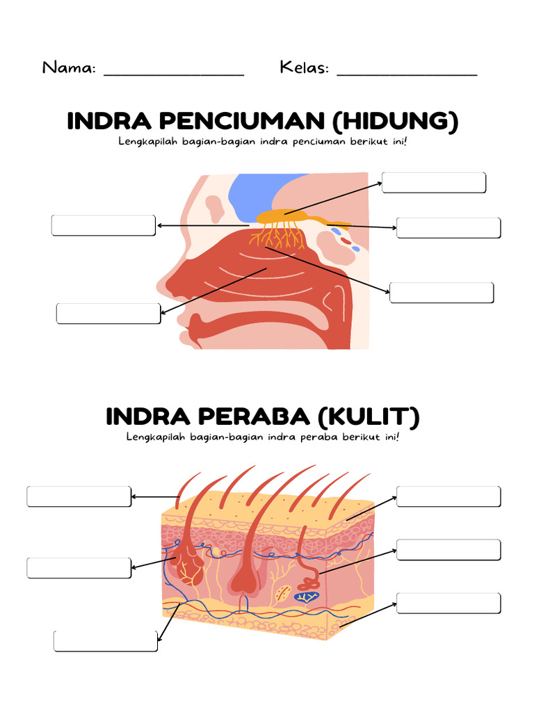 LKPD Indra Penciuman Dan Peraba | PDF