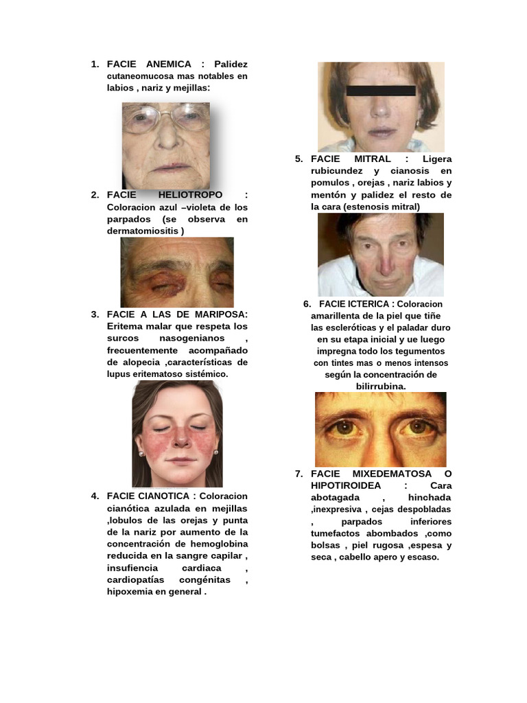 Facies | PDF