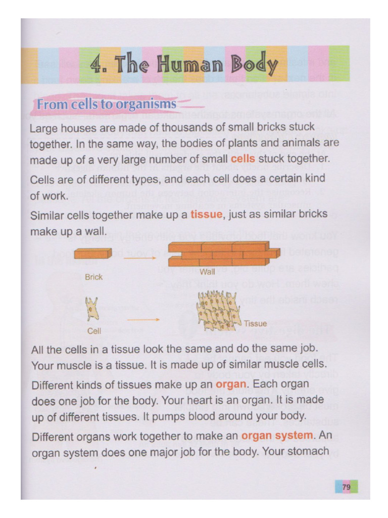 Science-Human Body | PDF
