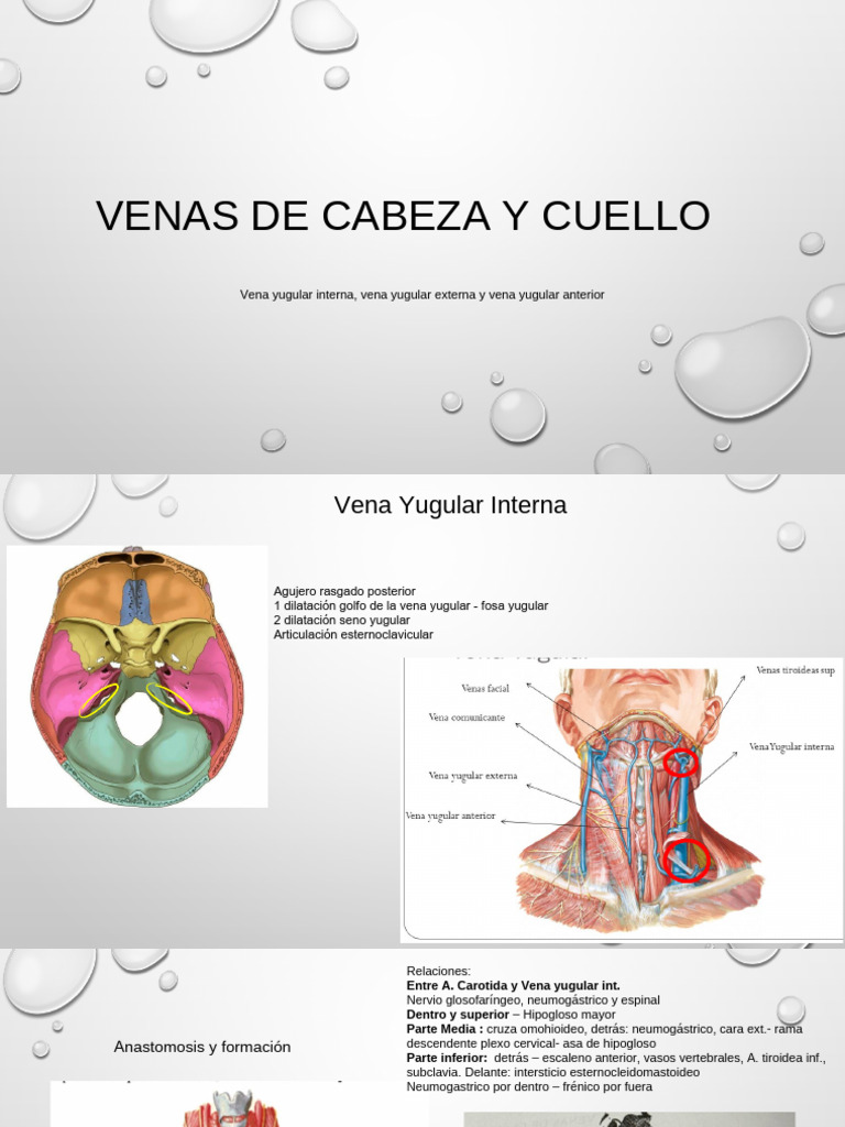 VENAS DE CABEZA Y CUELLO Anato Cap 5 Hannya | PDF