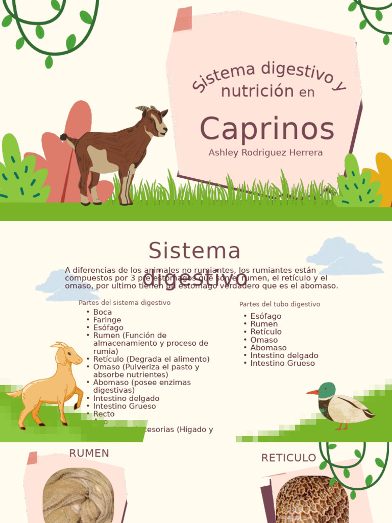 Sistema Digestivo Caprinos | PDF