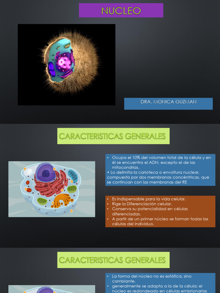 Clase 10. Nucleo | PDF | Cell Biology | Biochemistry