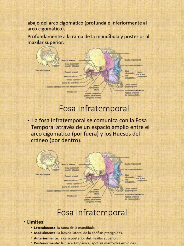 Región Infratemporal | PDF