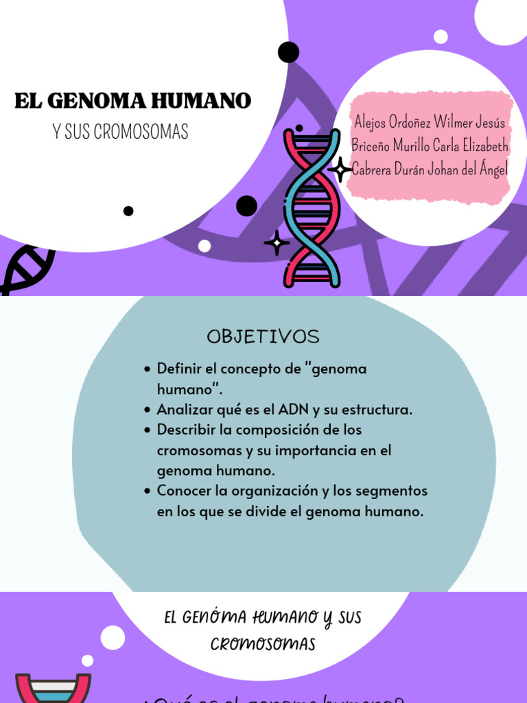 Ada 1 Presentación Genoma Humano (Equipo 1) | PDF