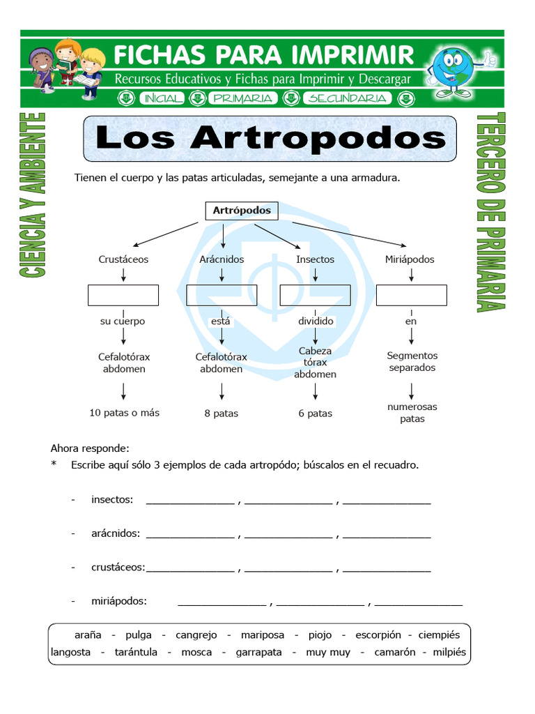 Ficha de Los Artropodos para Tercero de Primaria | PDF | Insectos | Abdomen