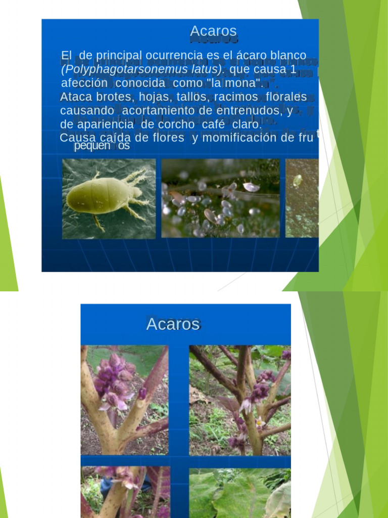 1 Manejo, Síntomas y Prevención Ataque de Ácaros | PDF