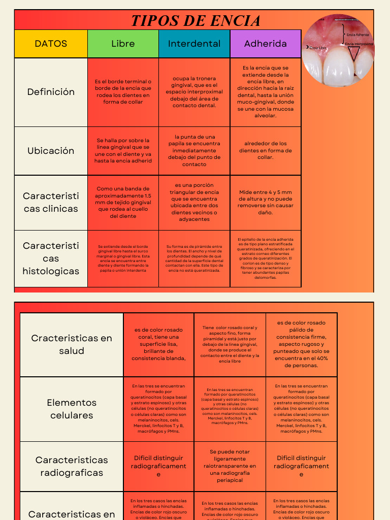 Características de la Encía Interdental | PDF | Anatomía