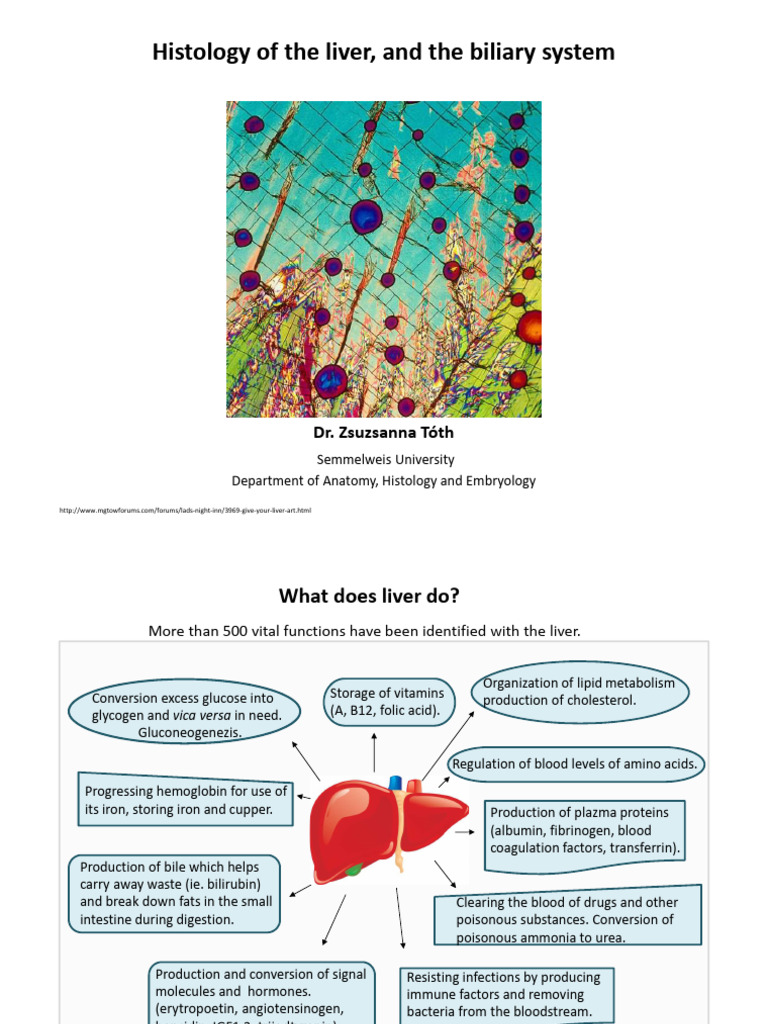 Liver Histology and Biliary System Overview | PDF | Liver | Vein