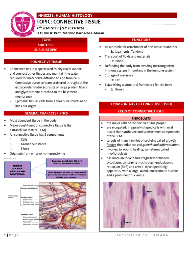 Connective Tissue | PDF