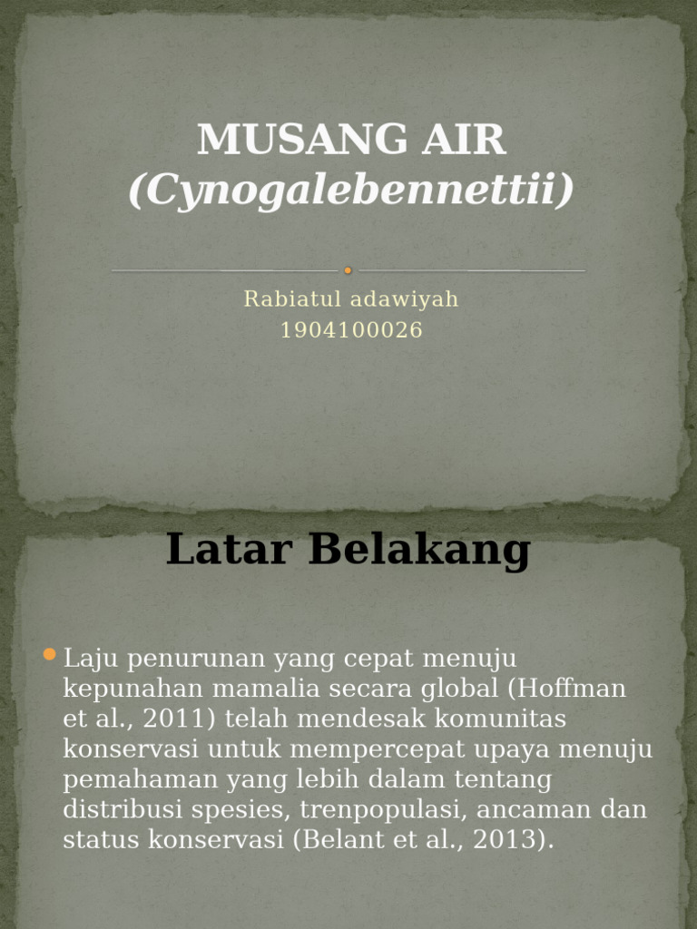 Musang Air | PDF