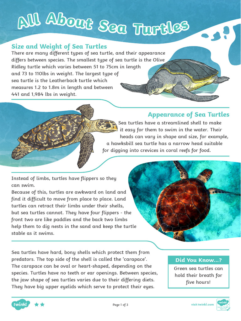 Cfe e 1631707075 All About Sea Turtles Differentiated Reading ...