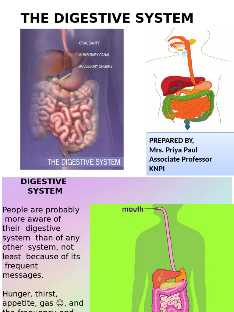 The Digestive System | PDF | Human Digestive System | Wellness