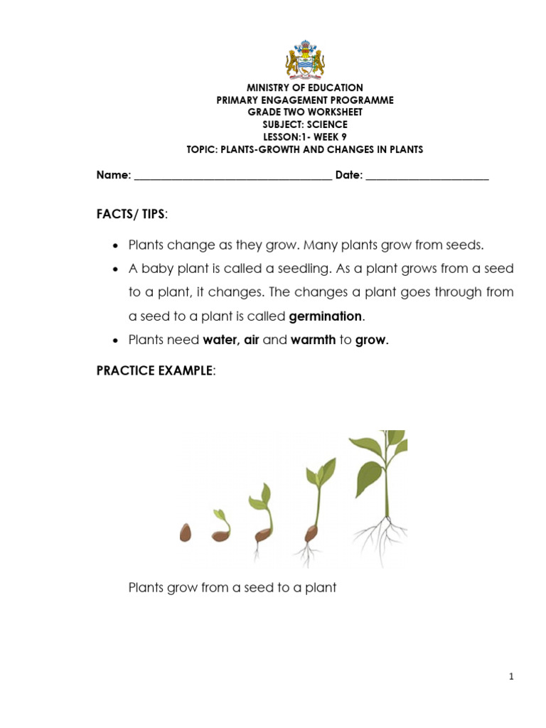 Grade 2 Science Weeks 9-12 Worksheets - Term 1 | PDF | Leaf | Seed