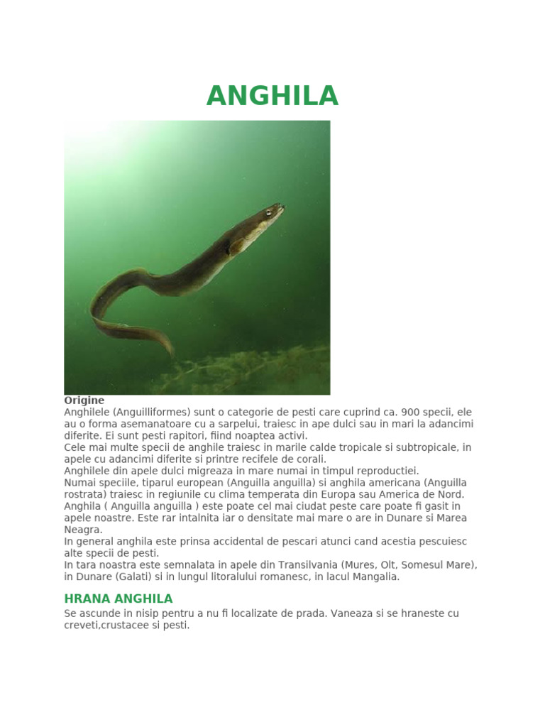 ANGHILA | PDF