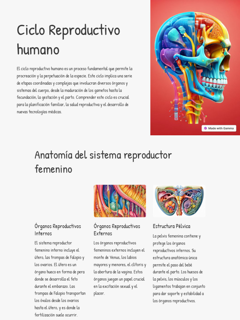 Ciclo Reproductivo Humano 2 | PDF