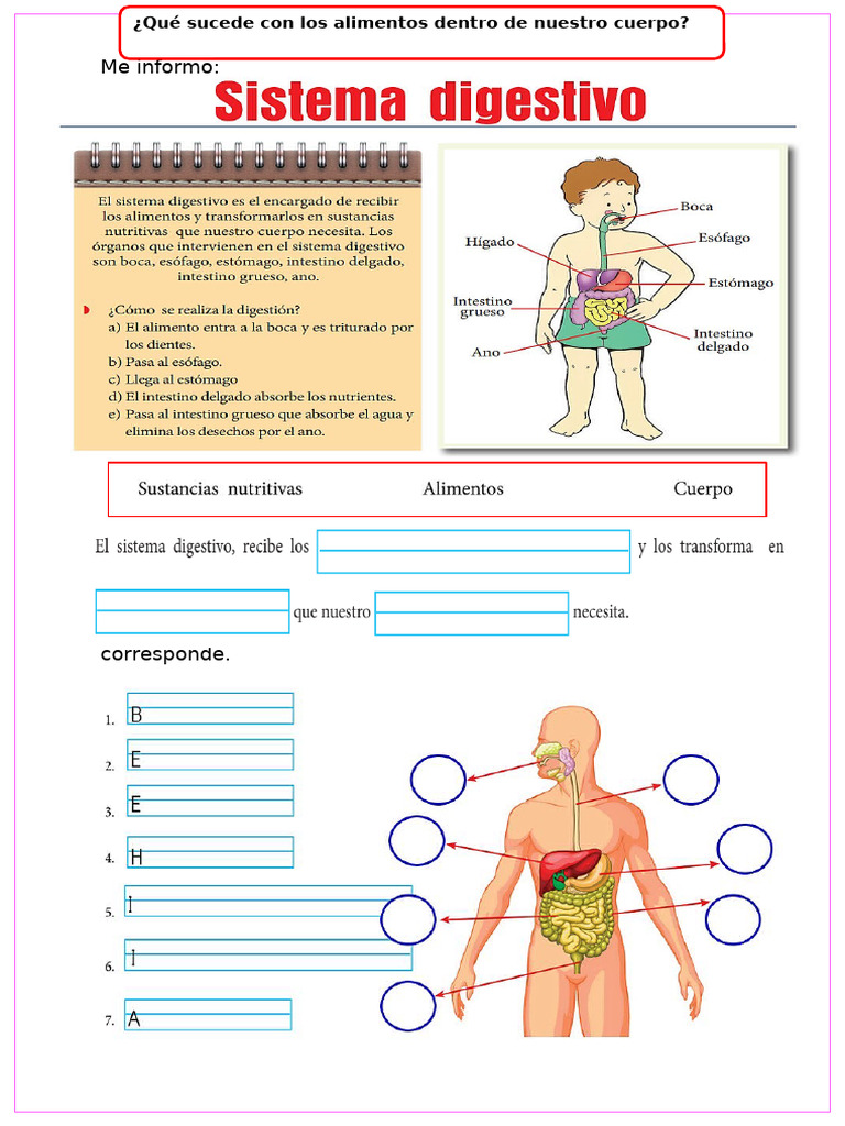 Actividades sobre el Sistema Digestivo | PDF