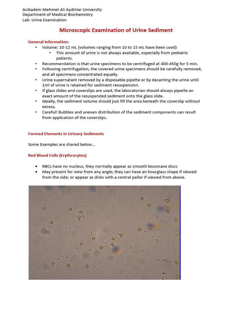 7.5. LAB Microscopic - Examination - of - Urine - Sediment | PDF