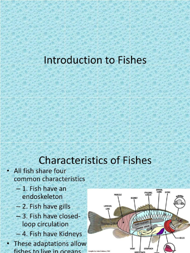 Fish Explaination | PDF