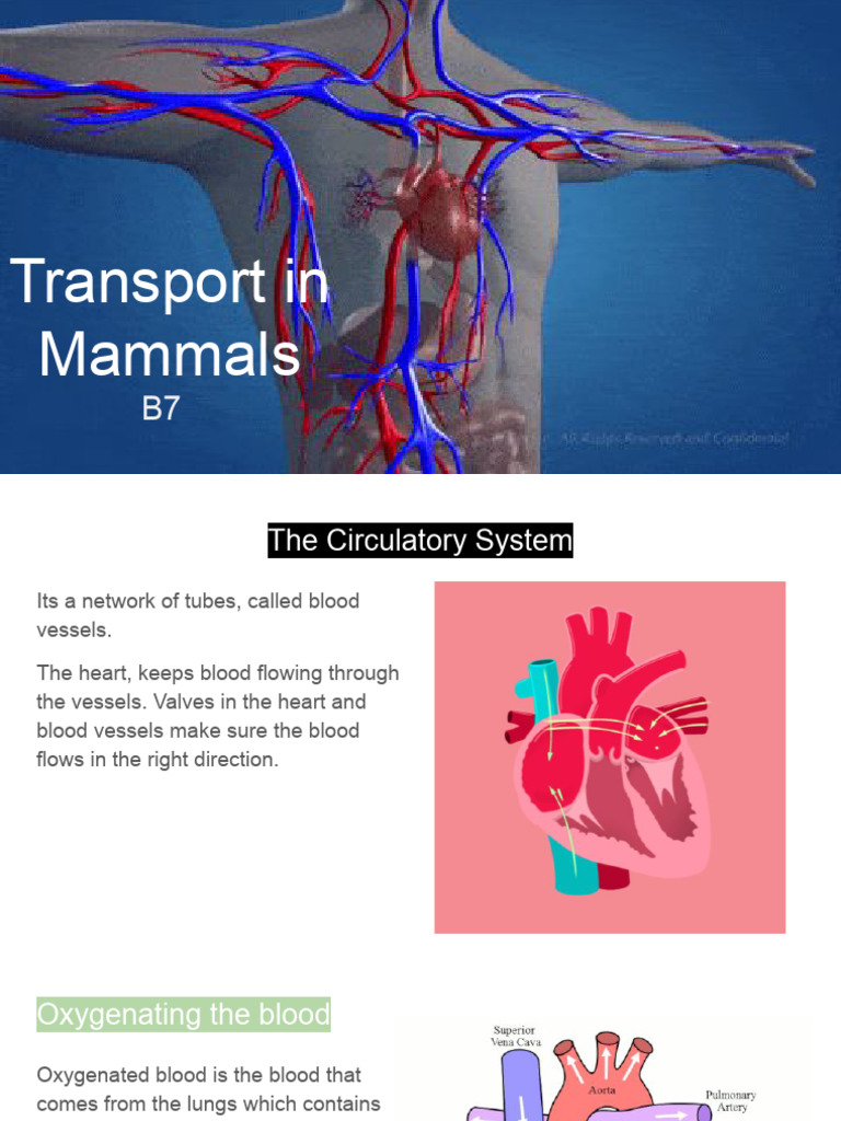 B7 Transport in Mammals | PDF