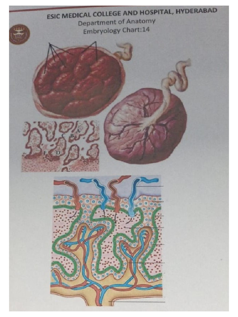 Embryology Charts | PDF